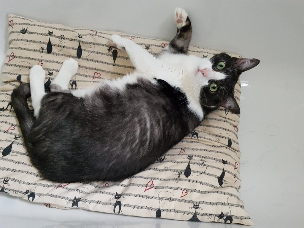 Numi - KATZE MIT SPECIAL FX - Healing Cats